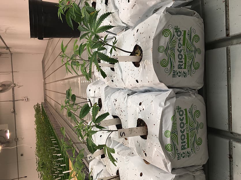 GreenTech | RIOCOCO-